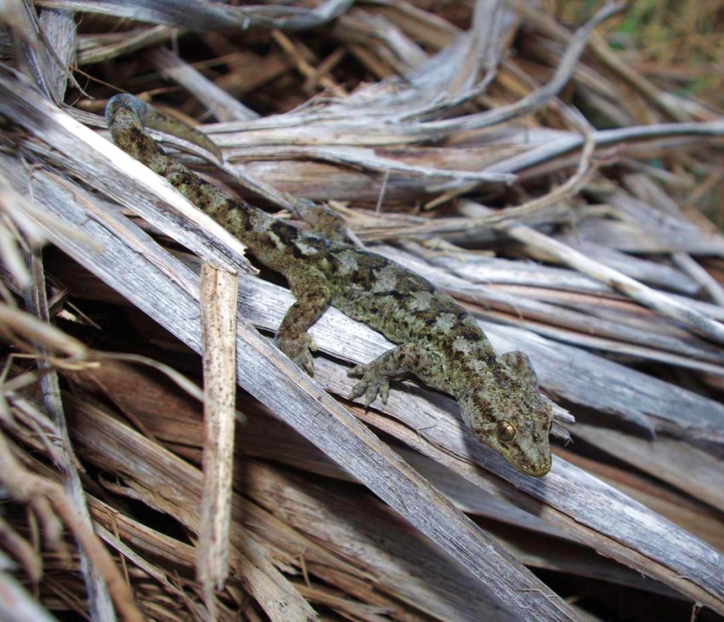 common gecko | Te Papa’s Blog