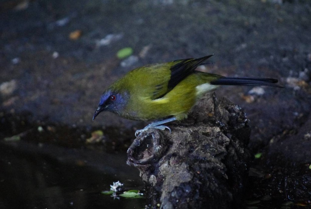 Male bellbird | Te Papa’s Blog