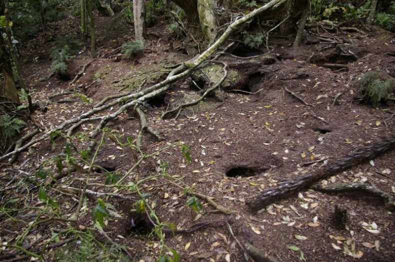 Buller’s shearwater burrows | Te Papa’s Blog