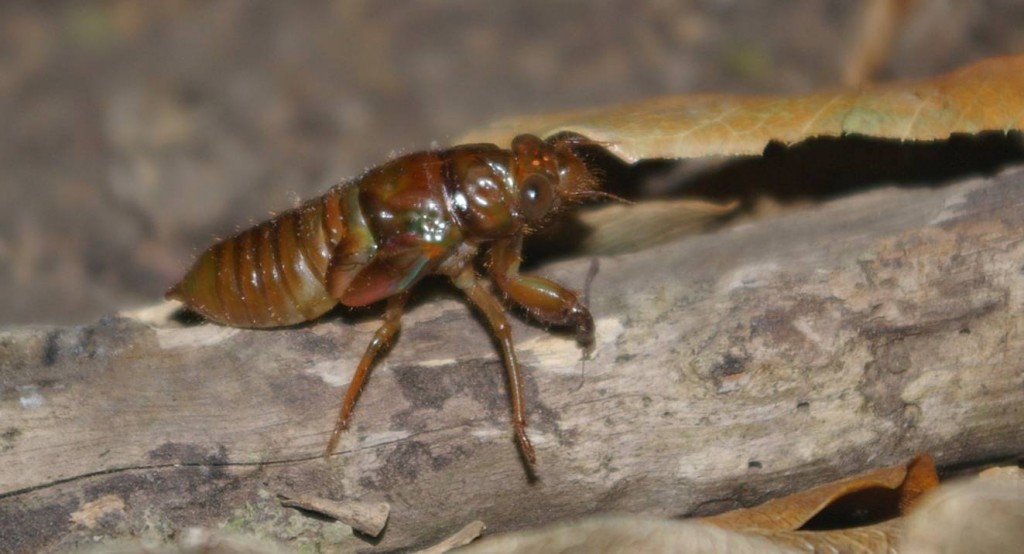 cicada nymph | Te Papa’s Blog