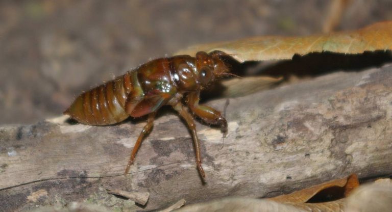 cicada nymph | Te Papa’s Blog