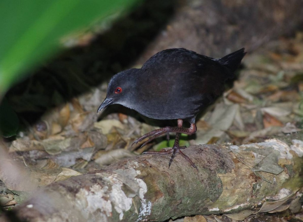 Juvenile spotless crake | Te Papa’s Blog