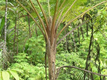 Fiji Archives | Te Papa’s Blog