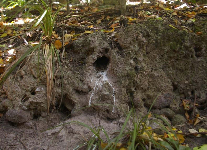 Life through a burrowscope lens (Part 2) – subterranean Poor Knights ...