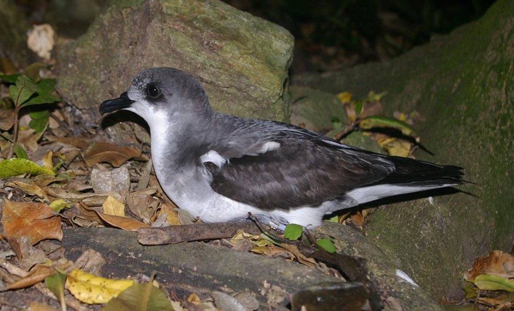 Pycroft’s petrel | Te Papa’s Blog