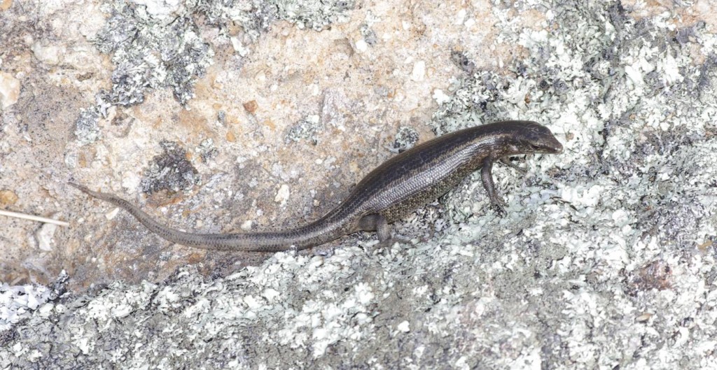 Shore skink | Te Papa’s Blog