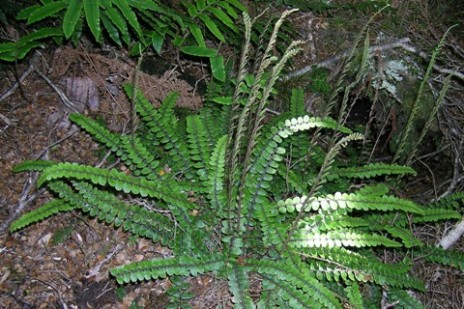 How to learn ferns | Te Papa’s Blog