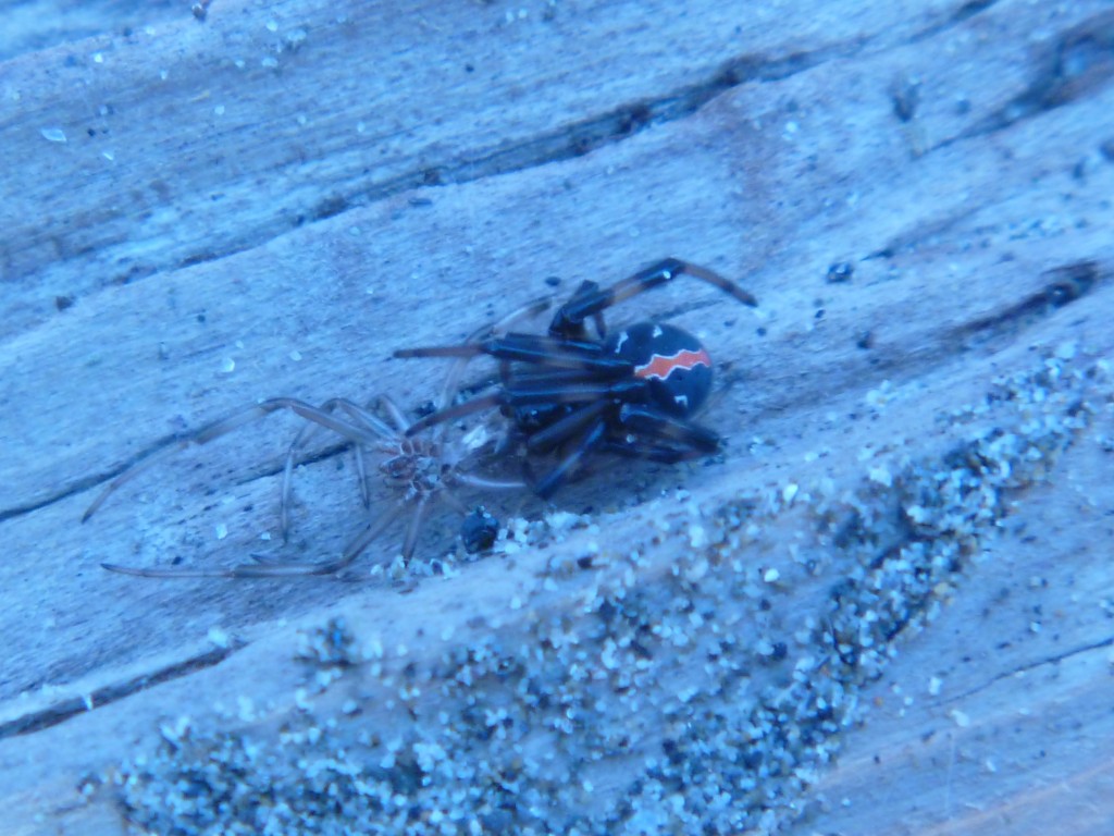 A few more botanical highlights from the Foxton fieldtrip….and a katipo ...