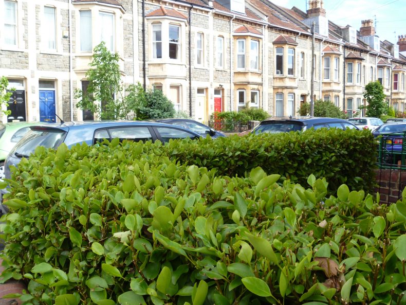 New Zealand plants abroad | Te Papa’s Blog