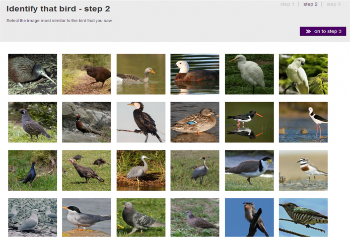 New Zealand Birds Online – a few of my favourite things: Part 2 | Te ...