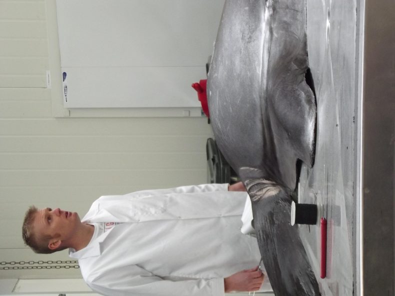 Carl Struthers, a fish scientist, examining the sharp-tail sunfish ...