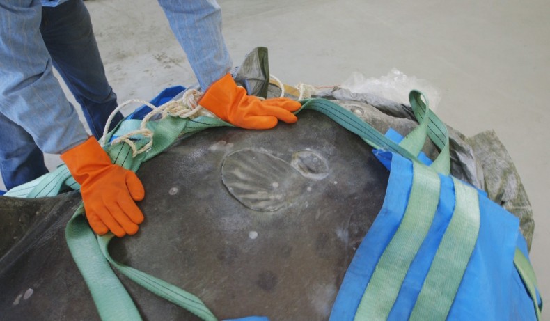 11 fascinating sunfish facts | Te Papa’s Blog