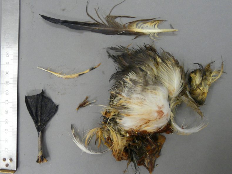 Making sense of snarge | Te Papa’s Blog