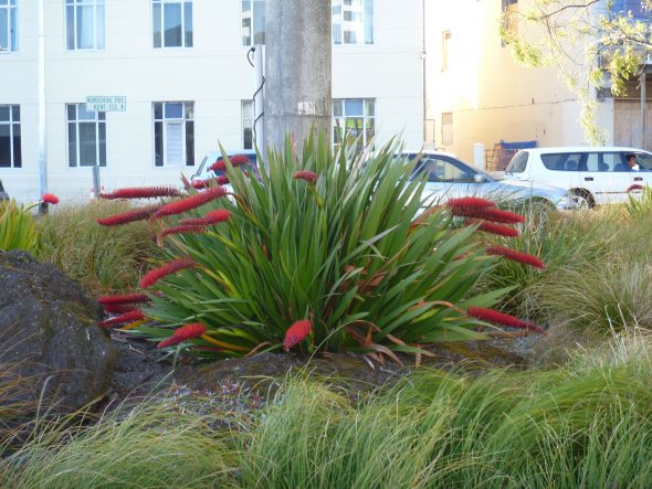 Poor Knights lily: a stunning, yet undervalued, New Zealand native ...