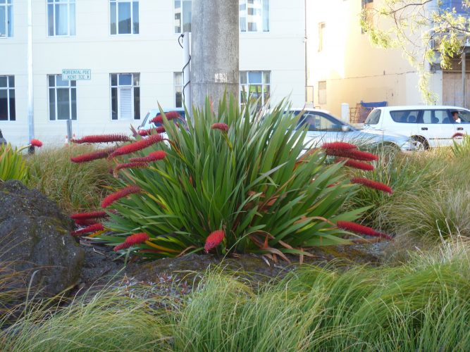 Xeronema callistemon | Te Papa’s Blog