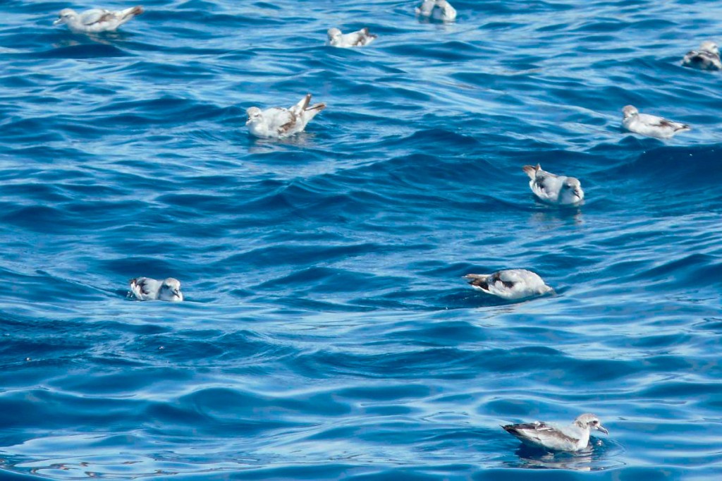 Science Live: Whalebirds – the mystery of the storm riders. Part 5 ...