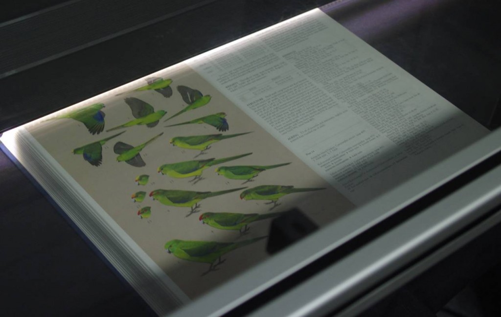 HANZAB is now on NZ Birds Online! | Te Papa’s Blog