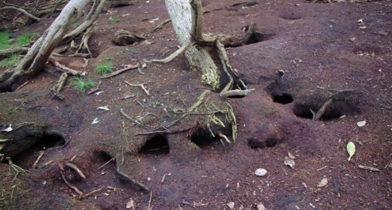 Life through a burrowscope lens (Part 3) – subterranean Snares Islands ...