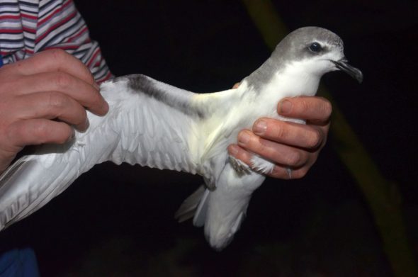 Flesh-footed Shearwater Surveys at Ohinau Island, Coromandel | Te Papa ...