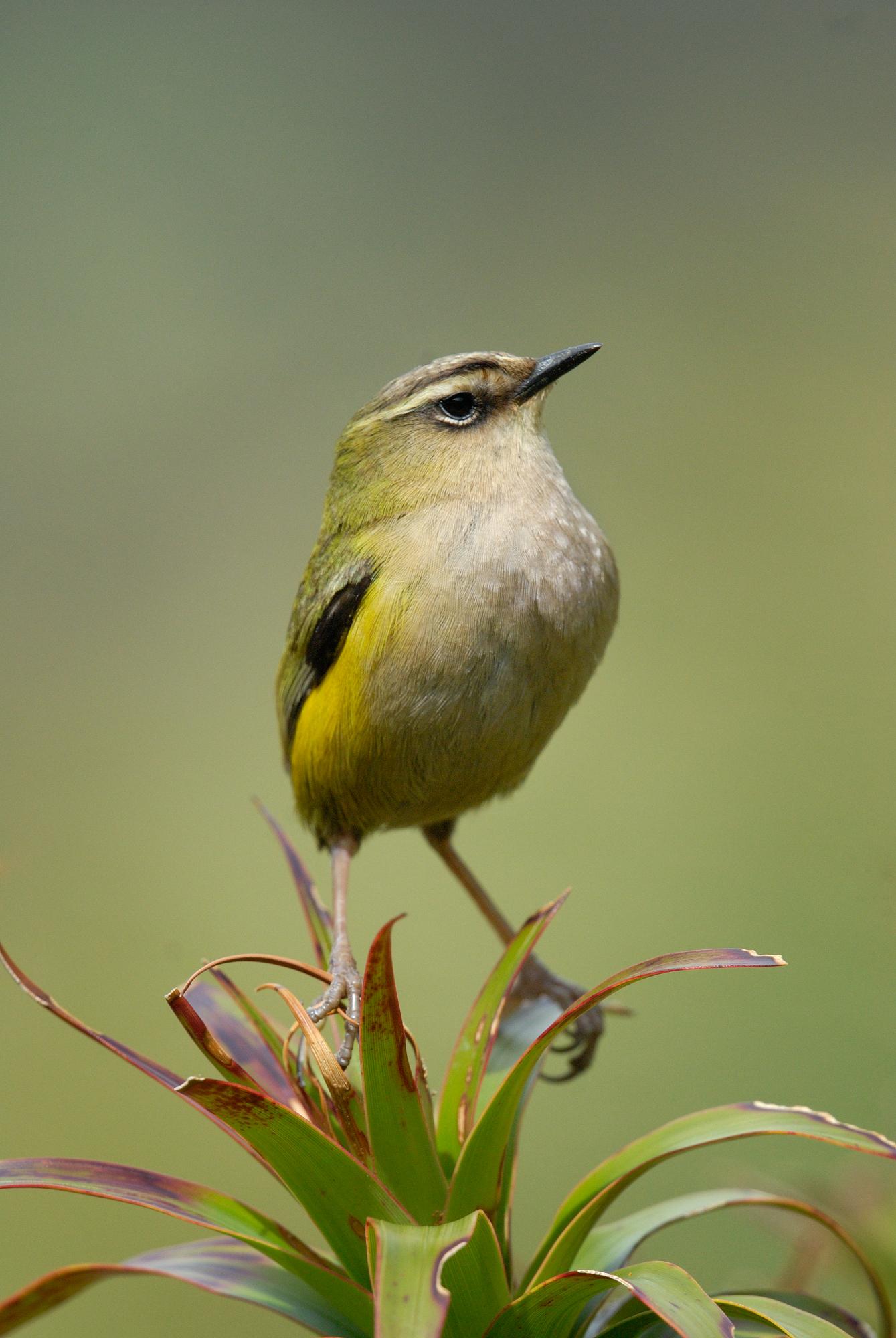 Meet the photographers of NZ Birds Online #6 – Craig McKenzie | Te Papa ...