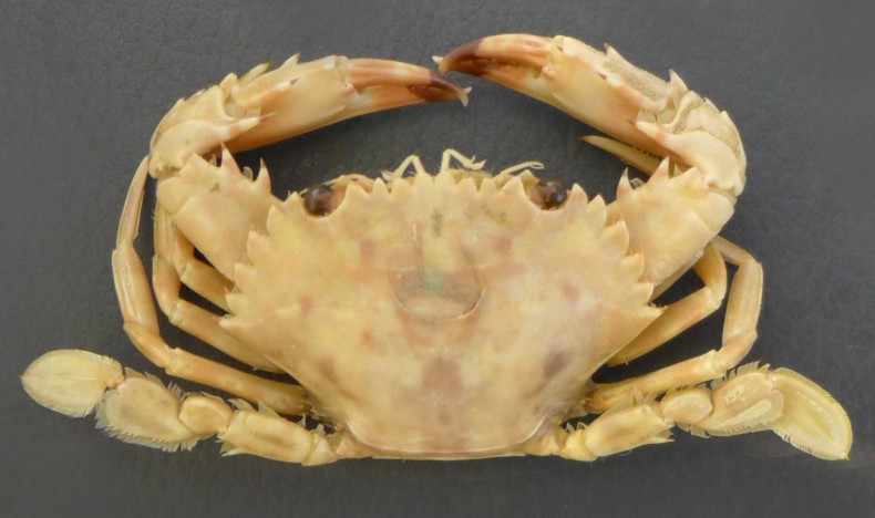 Paddling among paddle crabs | Te Papa’s Blog