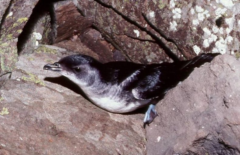 Seabirds of Ohinau Island | Te Papa’s Blog
