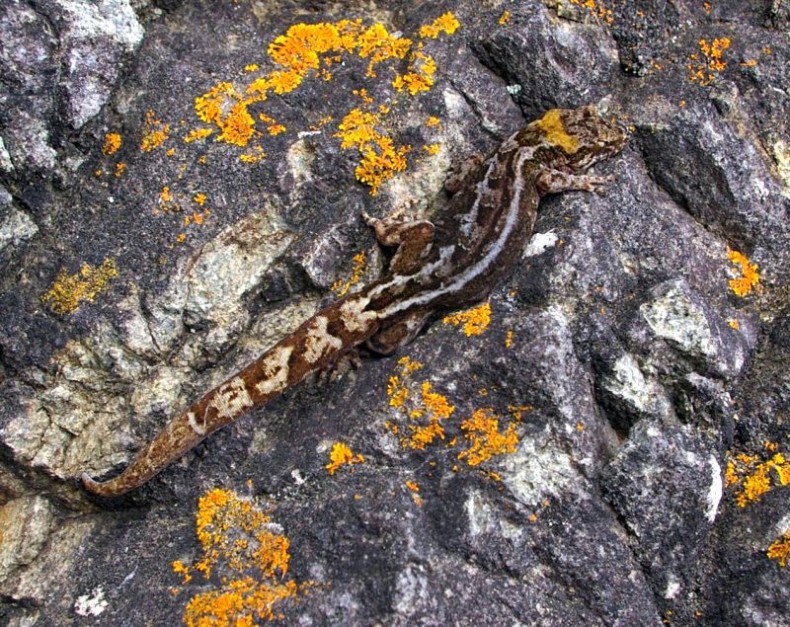 Plague skinks invade the Coromandel | Te Papa’s Blog