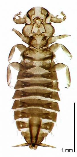 The Iberian lynx and its unique louse | Te Papa’s Blog