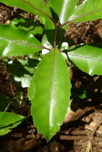 Common plant names for Māori Language Week | Te Papa’s Blog