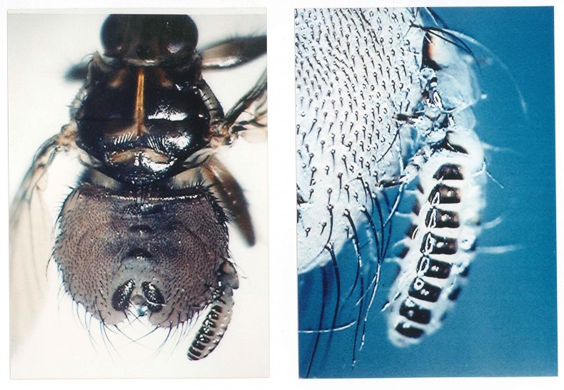 Are wingless fliers Nature’s best hitchhikers? | Te Papa’s Blog