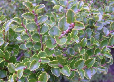 Common plant names for Māori Language Week | Te Papa’s Blog