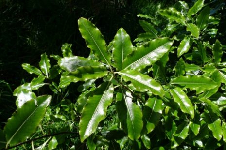 Common plant names for Māori Language Week | Te Papa’s Blog