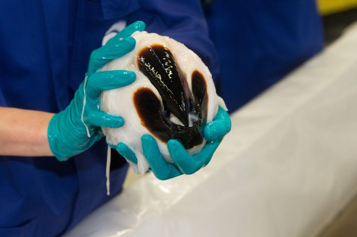 Colossal Squid: Your questions answered | Te Papa’s Blog