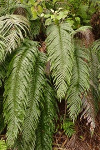 Doodia rasp ferns become Blechnum hard ferns | Te Papa’s Blog