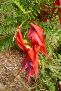 Help hunt for kakabeak | Te Papa’s Blog