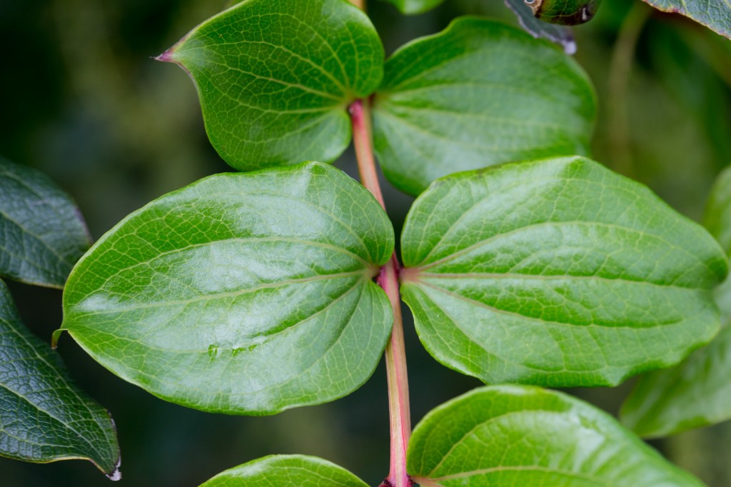 Rongoā Māori: harvesting tutu for a healing balm | Te Papa’s Blog