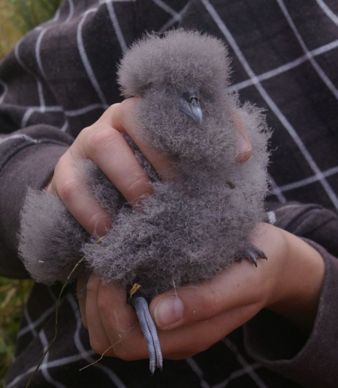 A box of fluffy birds – moving fairy prions from Takapourewa / Stephens ...