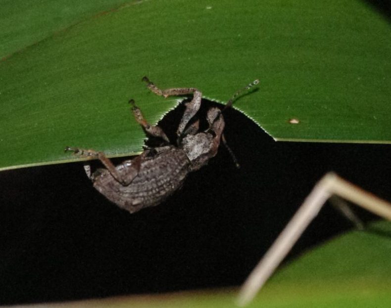 Insects of Takapourewa / Stephens Island | Te Papa’s Blog