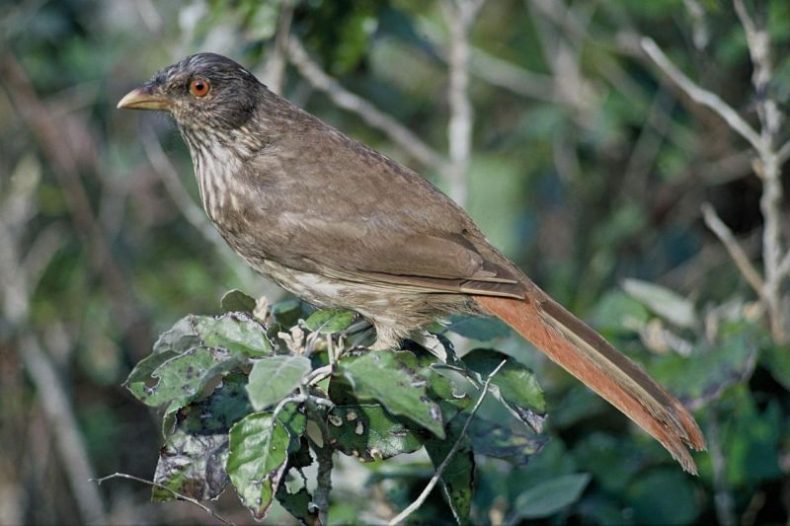 Birds and mammals of Takapourewa / Stephens Island | Te Papa’s Blog