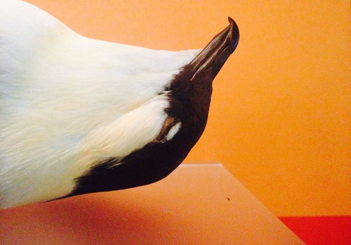 The tale of Snarge | Te Papa’s Blog