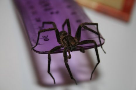 It’s a Bug’s Life Education Project – Update from Imagine Childcare ...