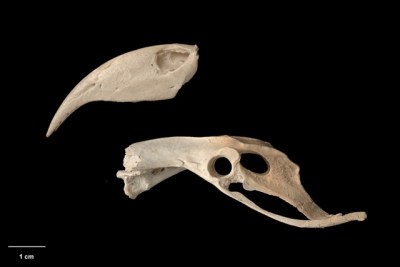 Extinct birds of New Zealand – A diverse menagerie, sadly departed | Te ...