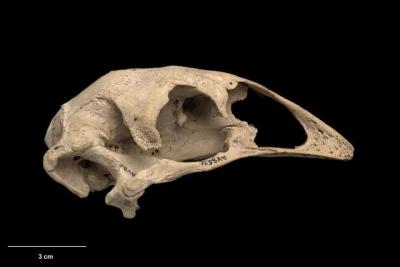 Extinct birds of New Zealand – Moa | Te Papa’s Blog