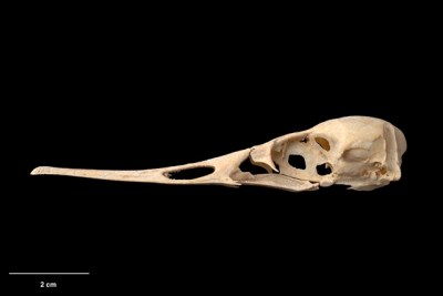 Extinct birds of New Zealand – Waterfowl | Te Papa’s Blog