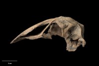 Extinct birds of New Zealand – A diverse menagerie, sadly departed | Te ...