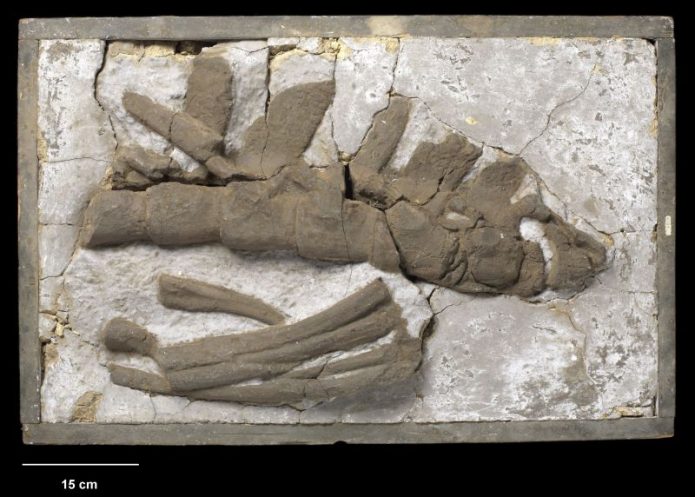 Sir James Hector, Hector’s dolphin and Taniwhasaurus | Te Papa’s Blog