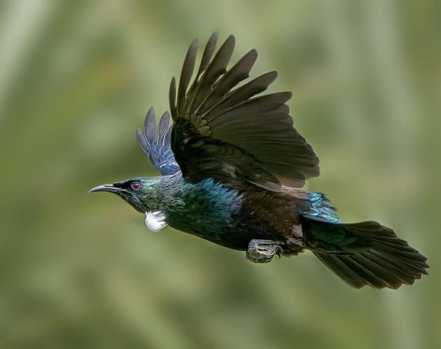 New Zealand Birds Online – 1 million hits | Te Papa’s Blog