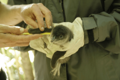 The Great Penguin Nest Box Challenge – a DIY design project | Te Papa’s ...