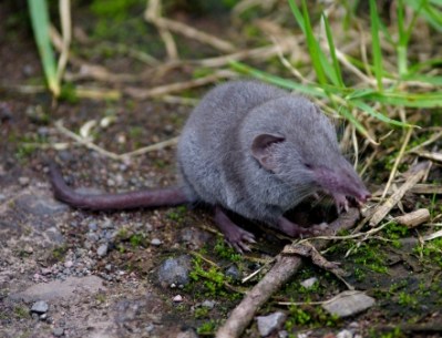 Life and death among the Barau’s petrels of Reunion Island | Te Papa’s Blog