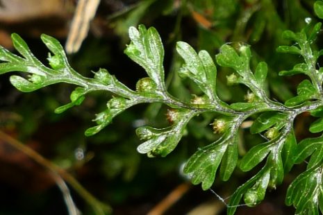 Filmy ferns in the eFloraNZ: Hymenophyllum and Trichomanes | Te Papa’s Blog
